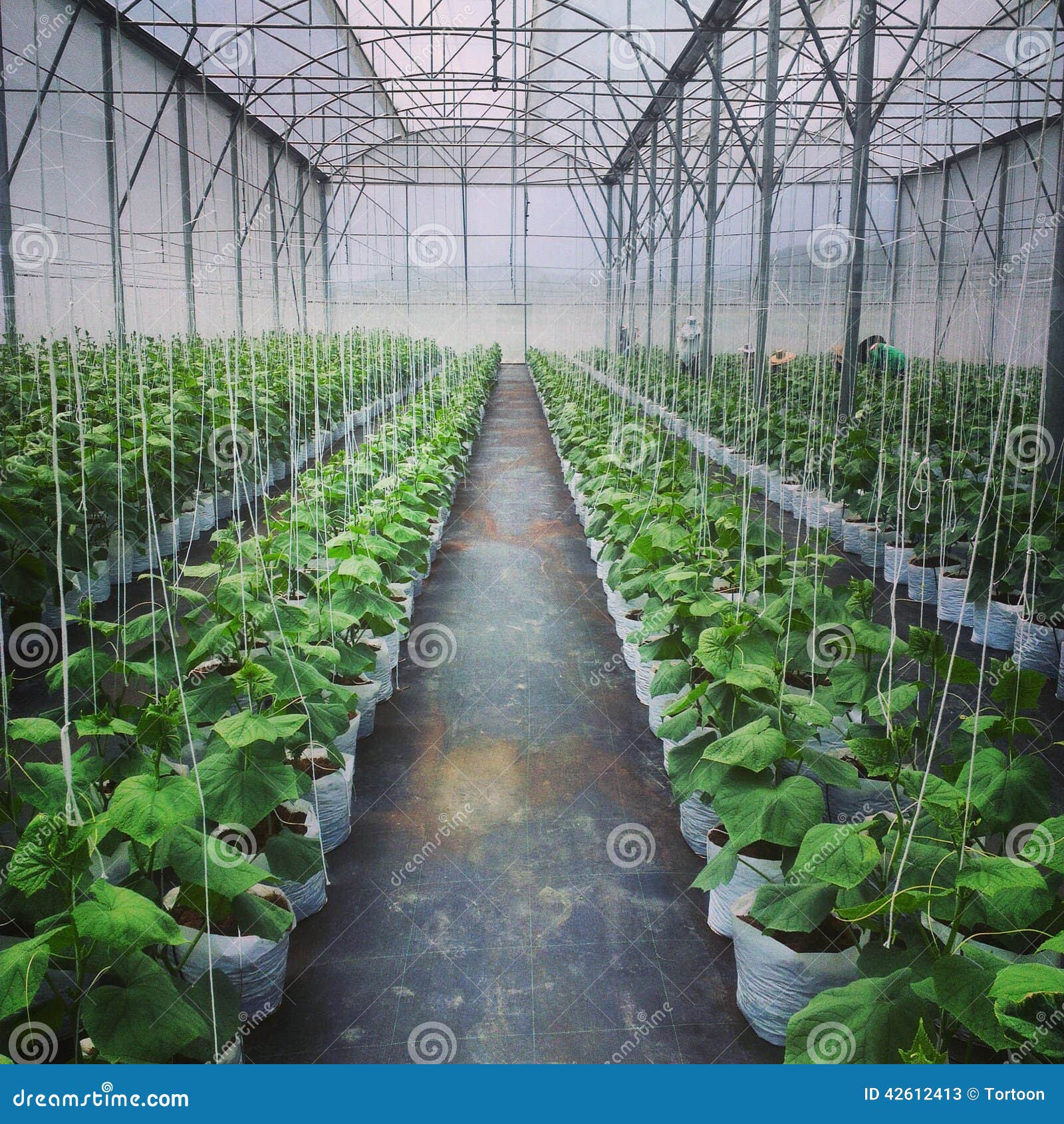 Cucumbers Field in Greenhouse Stock Image - Image of cucumbers ...