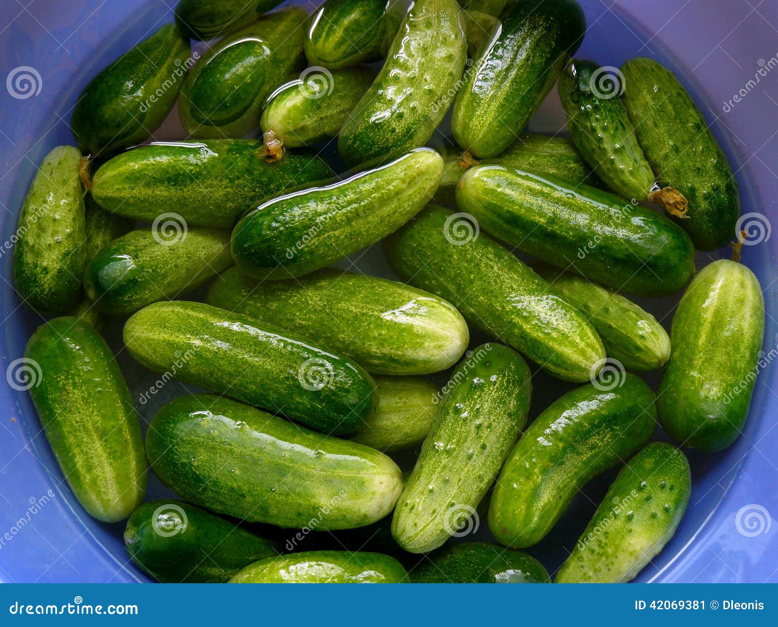 Cucumbers stock image. Image of cucumber, produce, fresh - 42069381