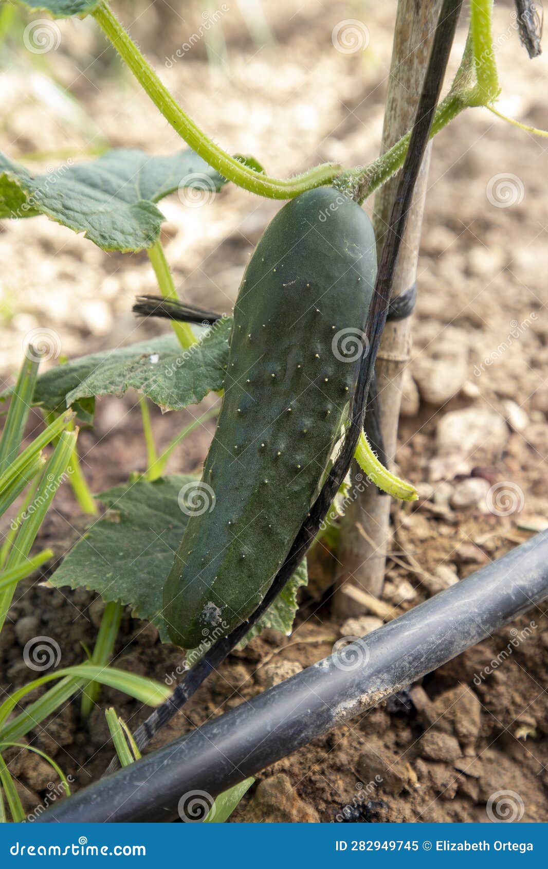 Cucumbers in Full Growth on the Plant Stock Image - Image of flower ...