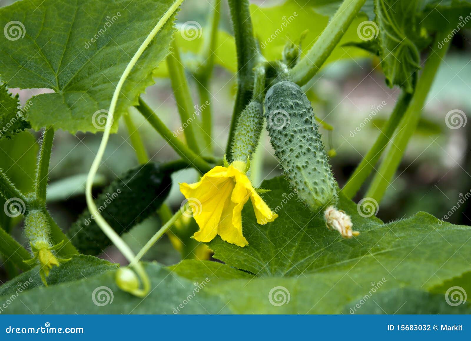 Cucumbers in greenhouse stock photo. Image of botany - 15683032