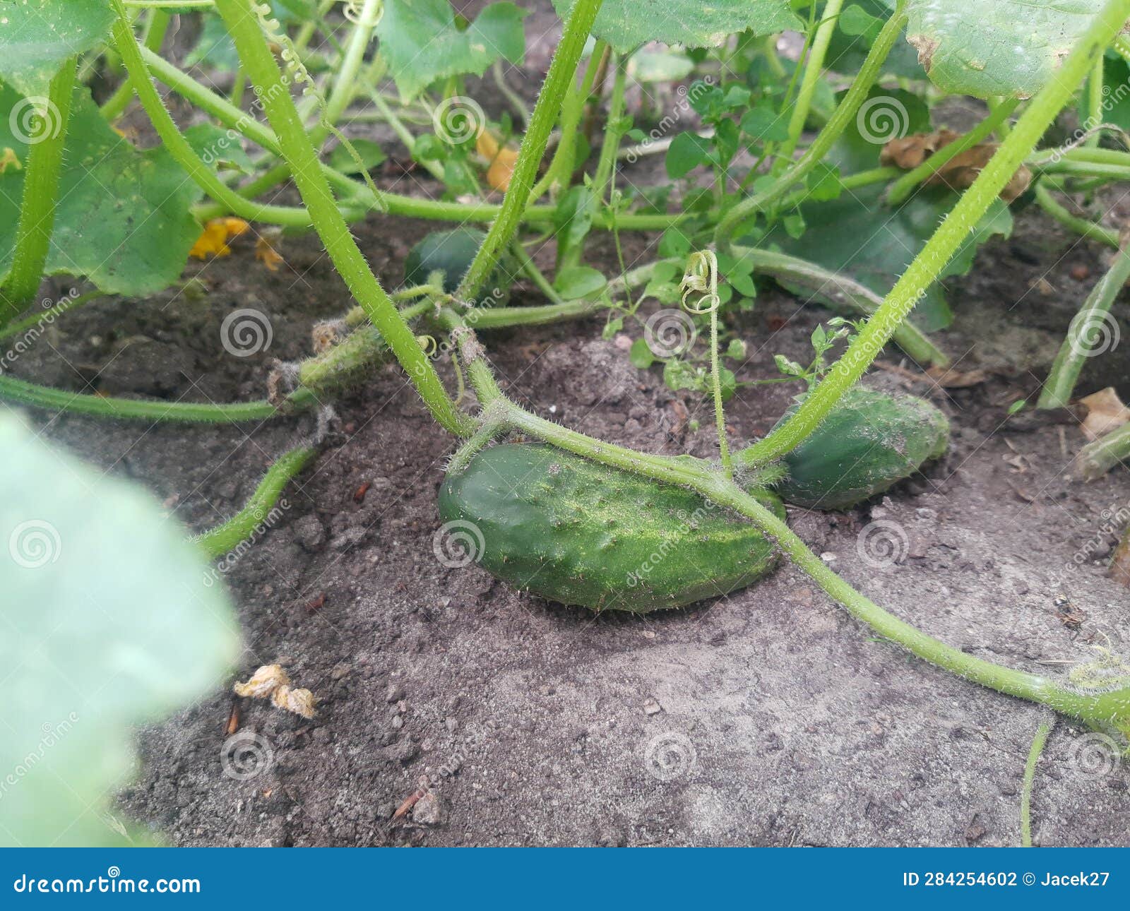 Cucumbers Ground in the Garden Stock Photo - Image of food, animal ...