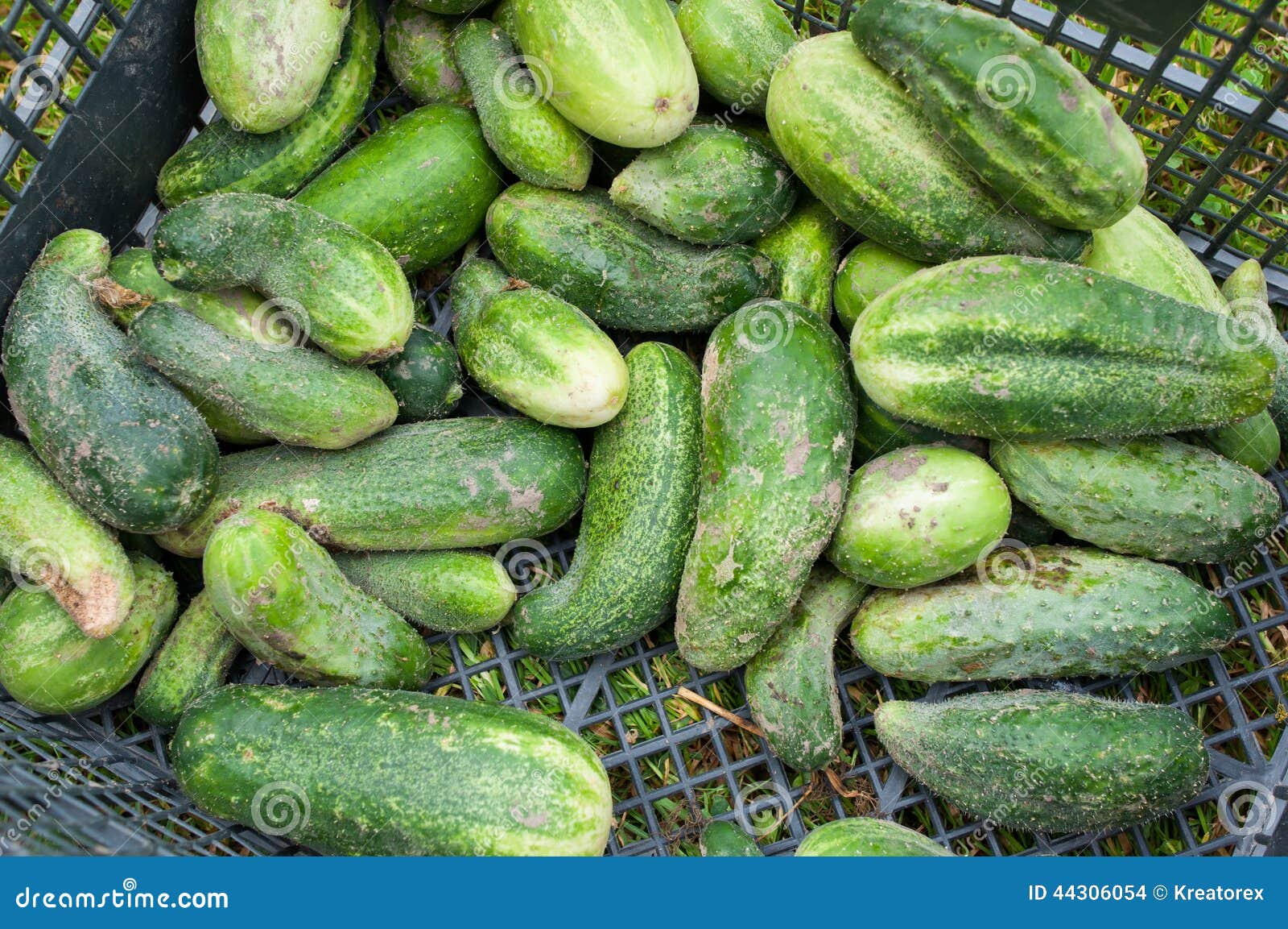 Cucumbers ground stock photo. Image of growing, harvesting - 44306054