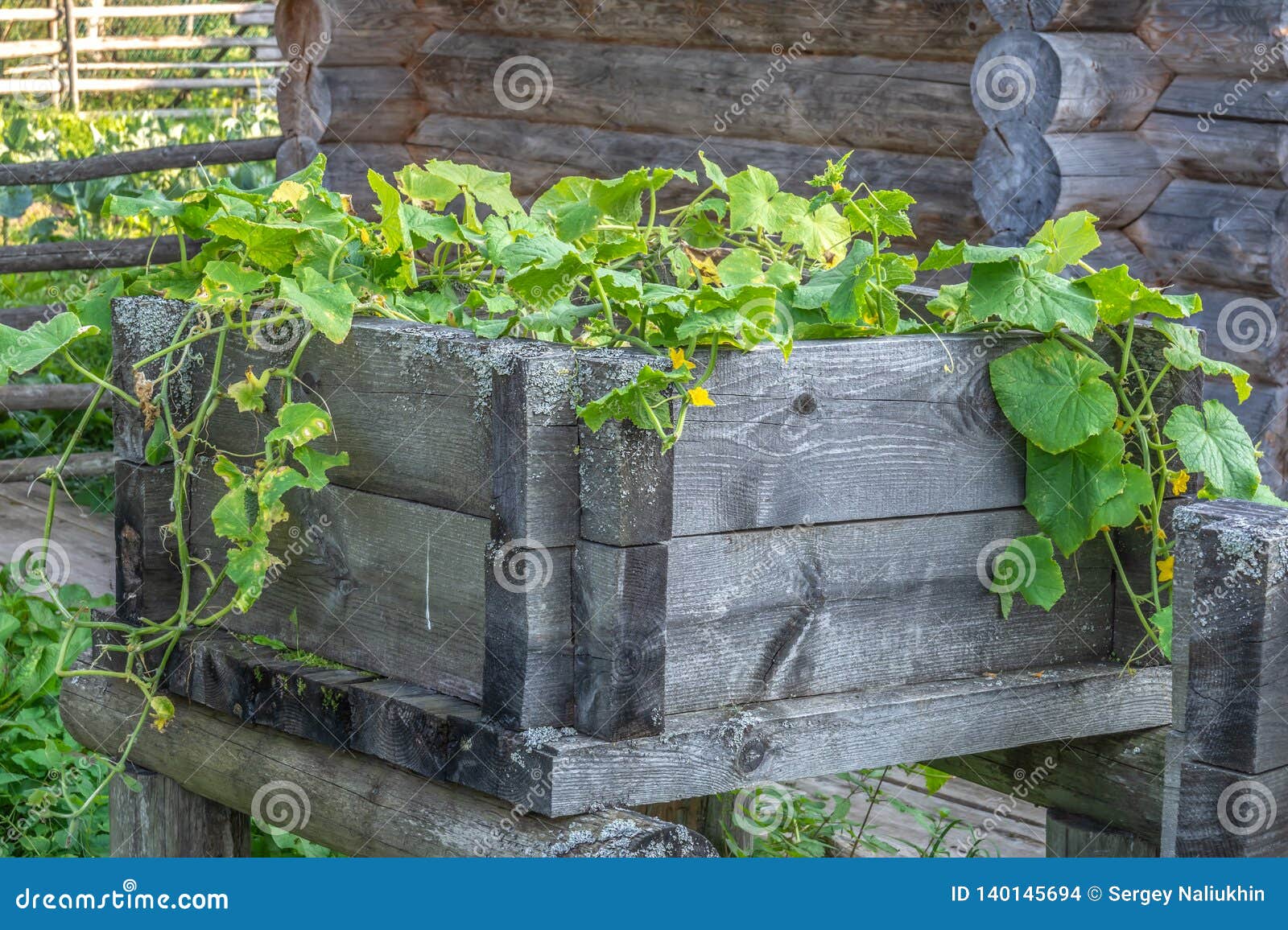 Cucumbers Grow in the Garden in a Wooden Box Stock Photo - Image of ...