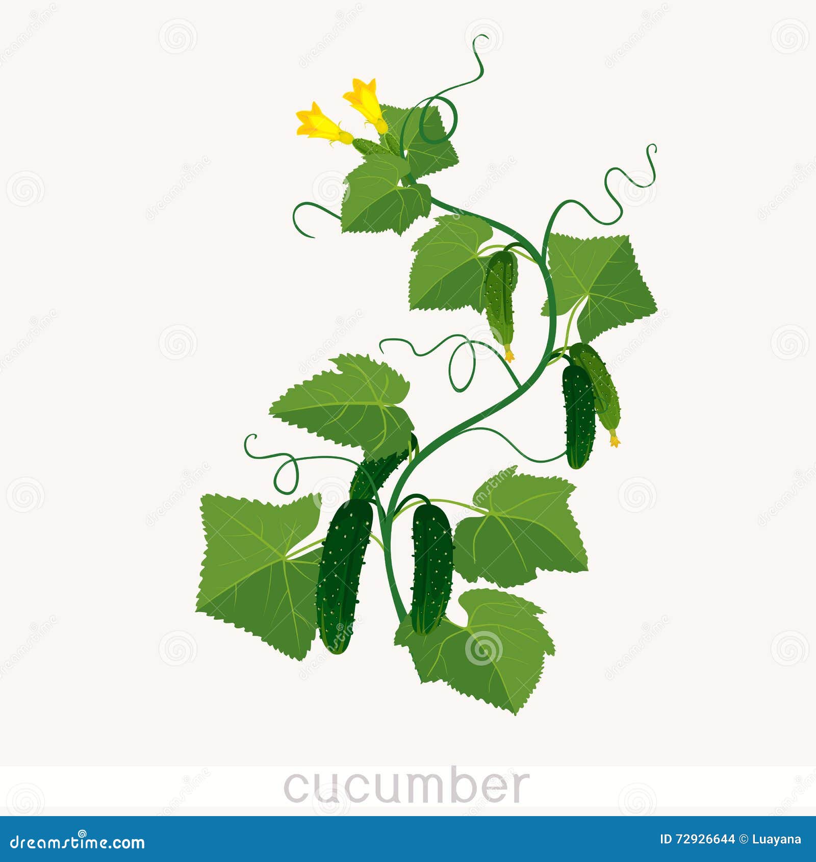 Cucumbers growing on vines stock vector. Illustration of floral - 72926644