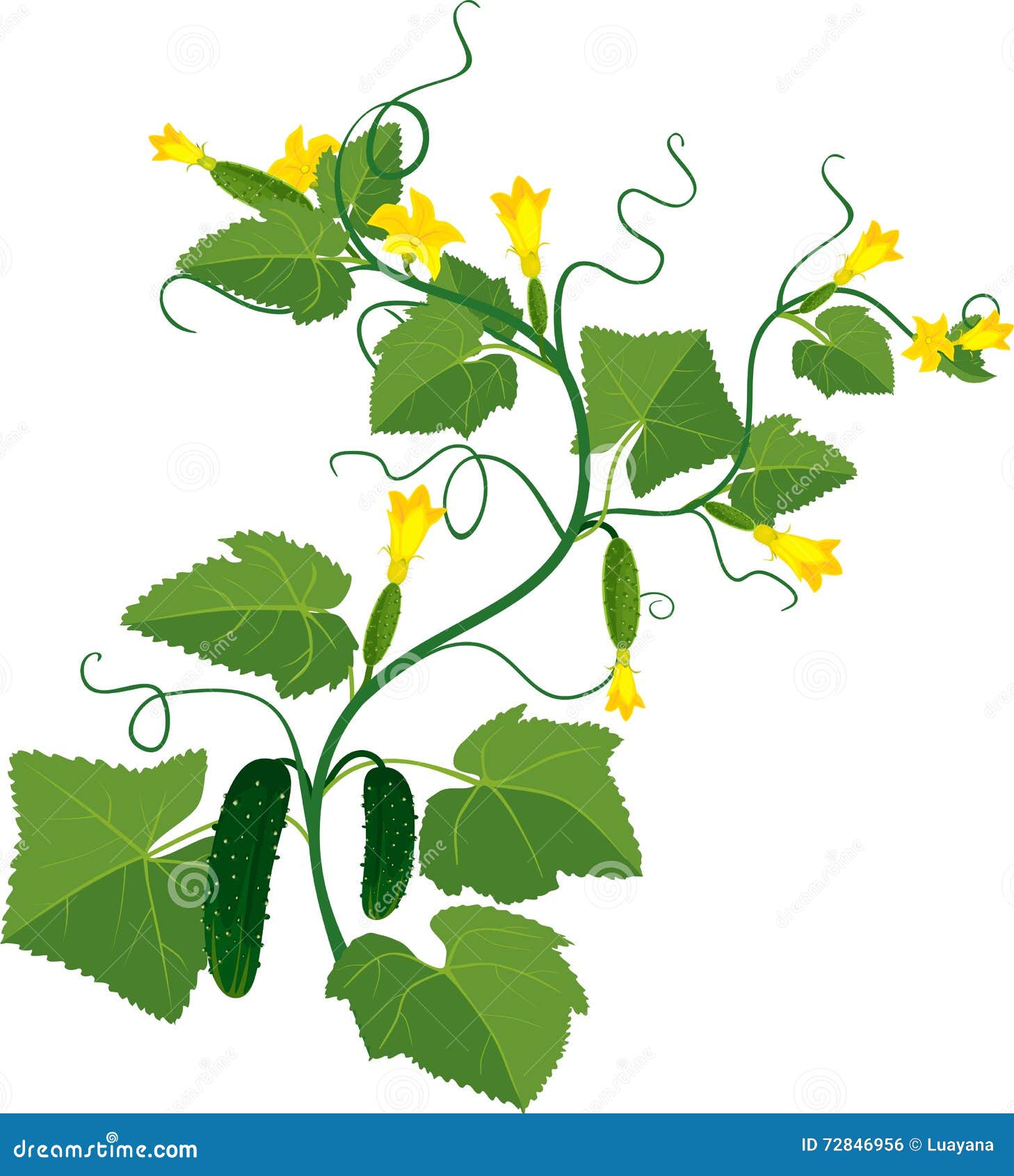 Cucumbers Growing On Vines Cartoon Vector | CartoonDealer.com #72846209