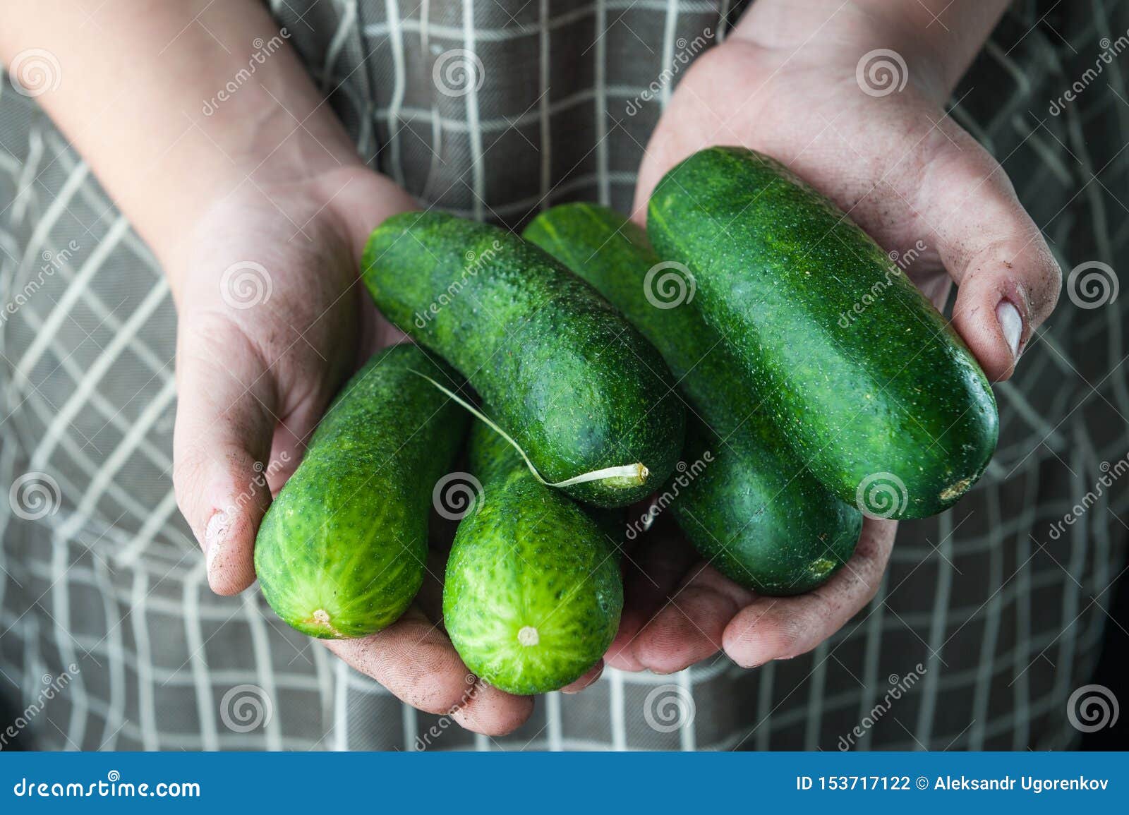 Cucumbers in the hands stock photo. Image of vegetable - 153717122