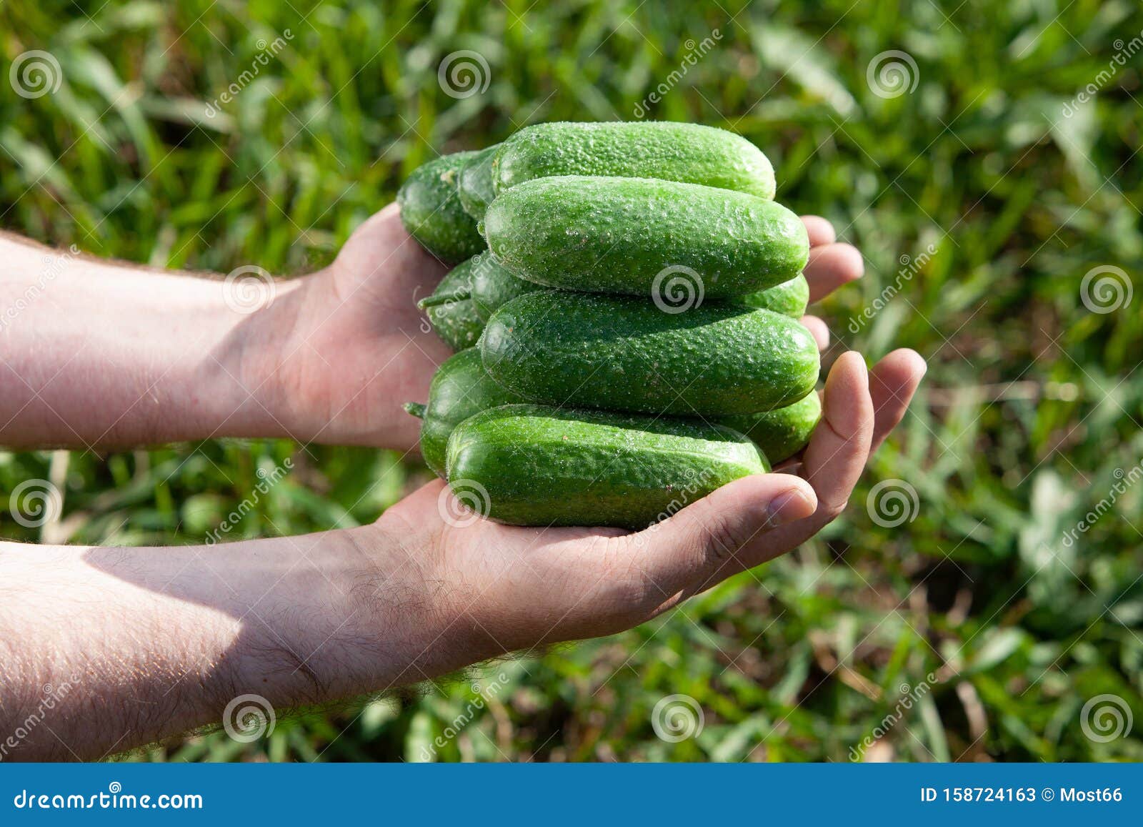 Cucumbers in human hands stock image. Image of body - 158724163