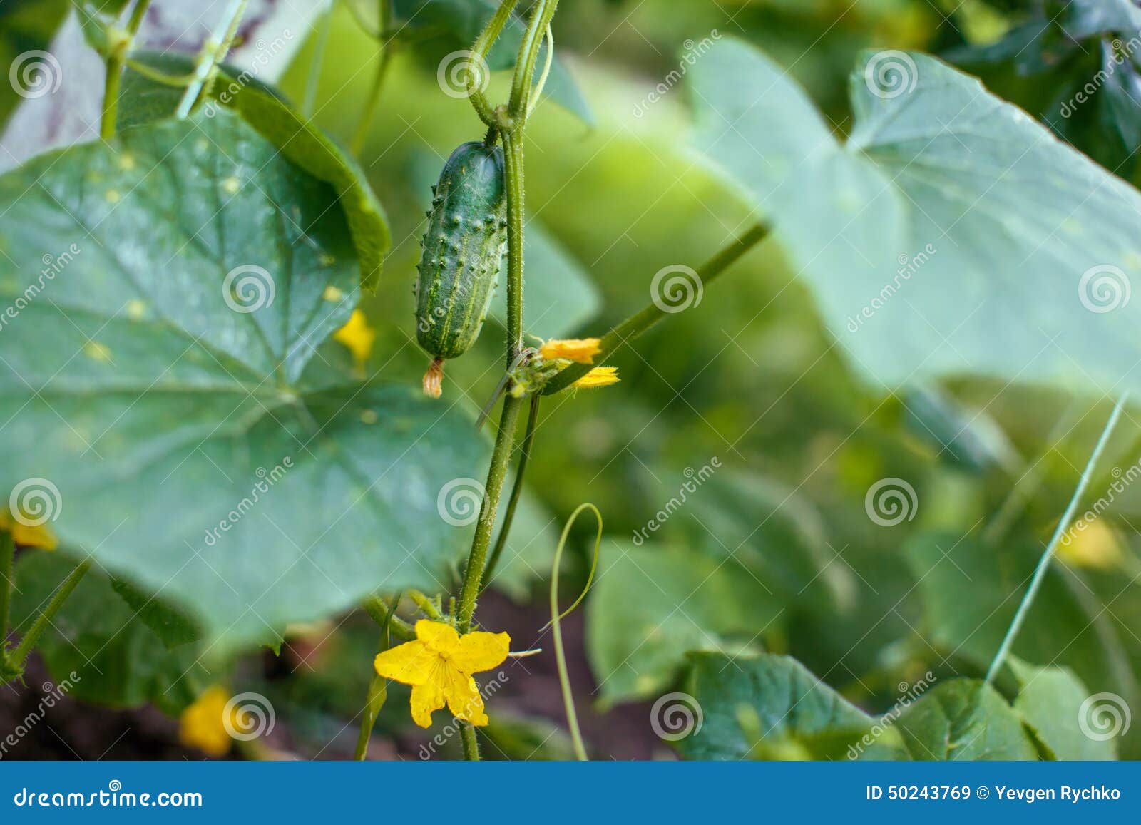Cucumbers with leaves stock image. Image of horizontal - 50243769