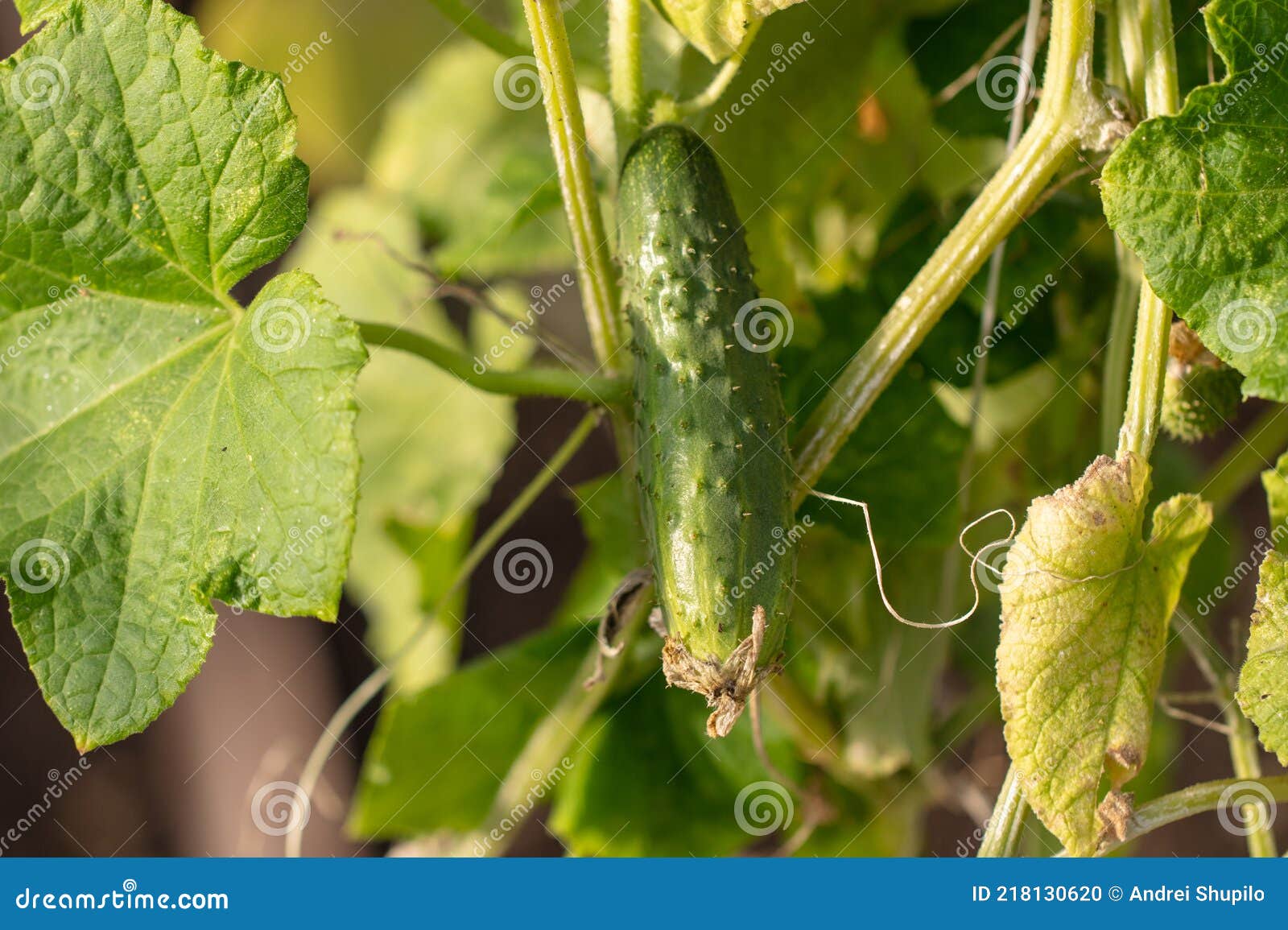 Cucumbers on a Plant in the Ground. Stock Photo - Image of farm, food ...