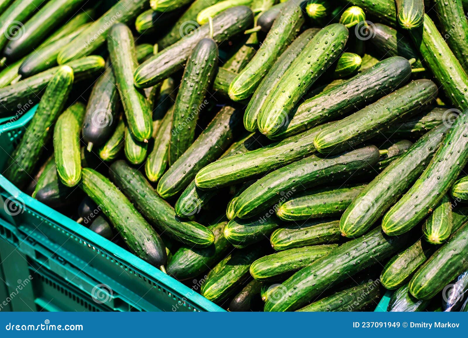 Cucumbers in Plastic Boxes. Export and Import of the Harvest of ...