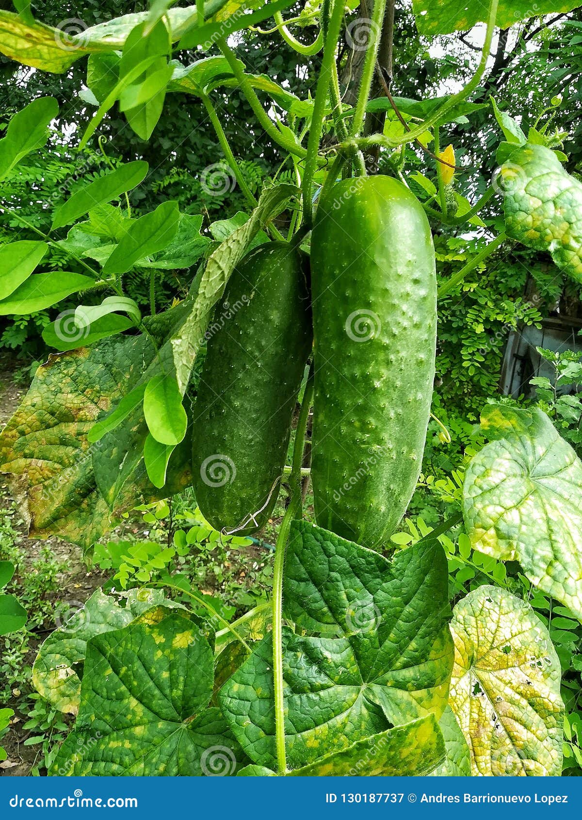 Cucumbers stock image. Image of garden, beautiful, home - 130187737