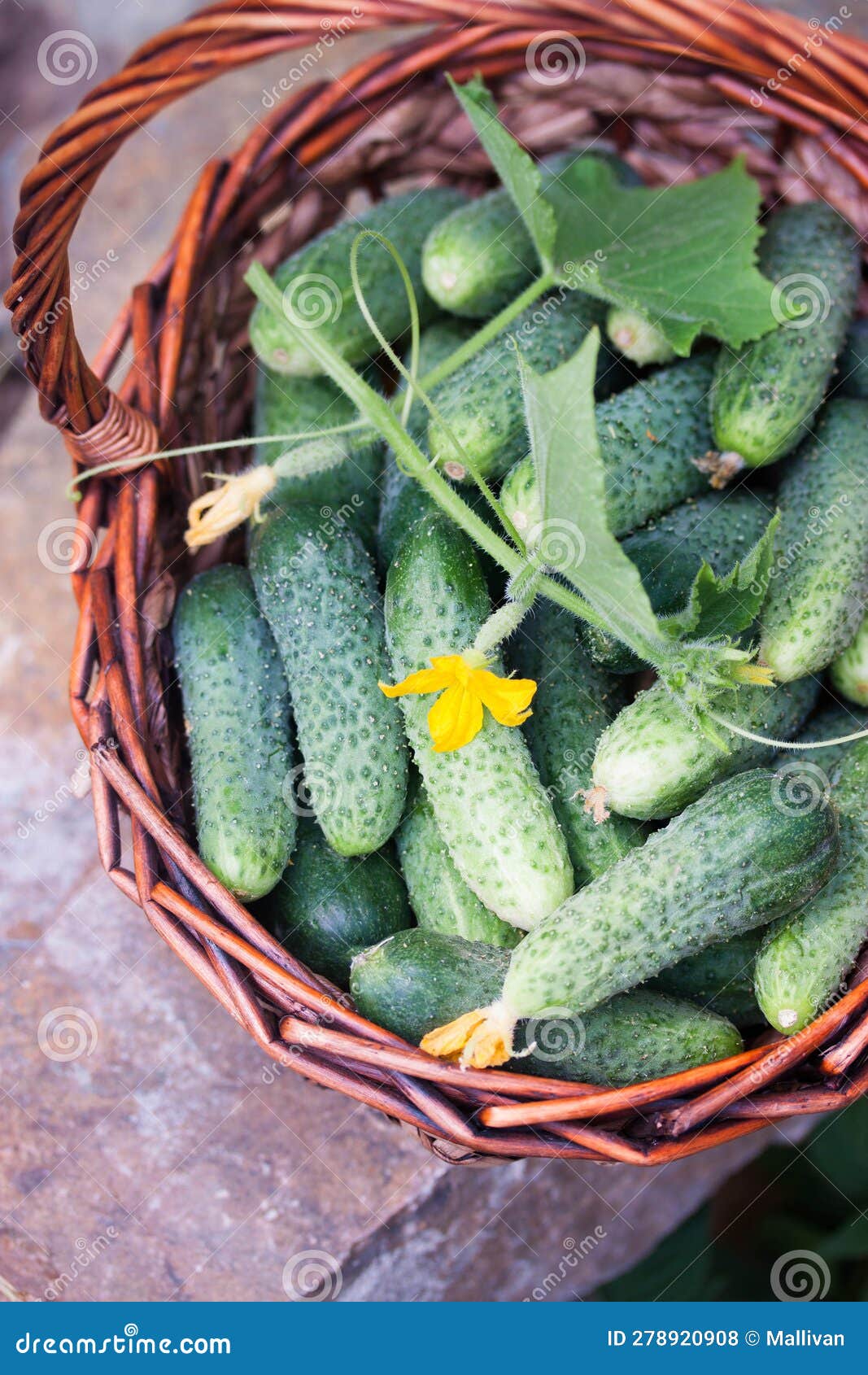 Cucumbers in a Vine Basket in a Rustic Style Stock Photo - Image of ...