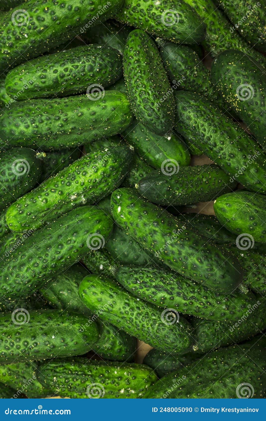 Cucumis stock photo. Image of sale, retail, green, freshness - 248005090