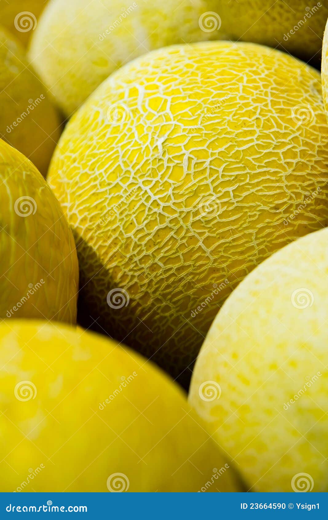 Cucumis Melo Var. Conomon, Korean Star Melon Stock Image ...