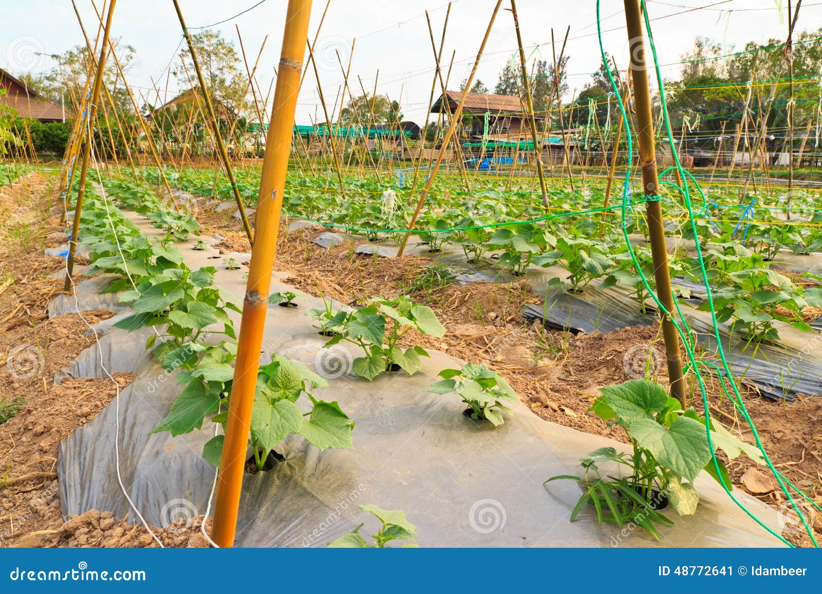 Cucurbit farm stock image. Image of cucurbitaceae, fresh - 48772641