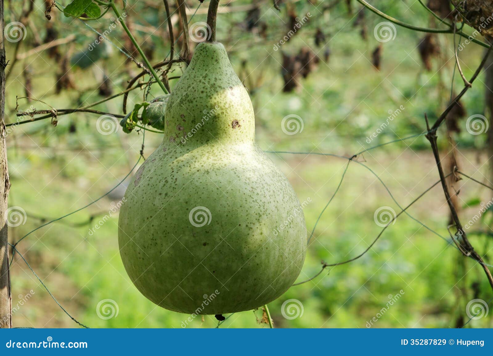 Cucurbit stock image. Image of detail, diet, head, close - 35287829