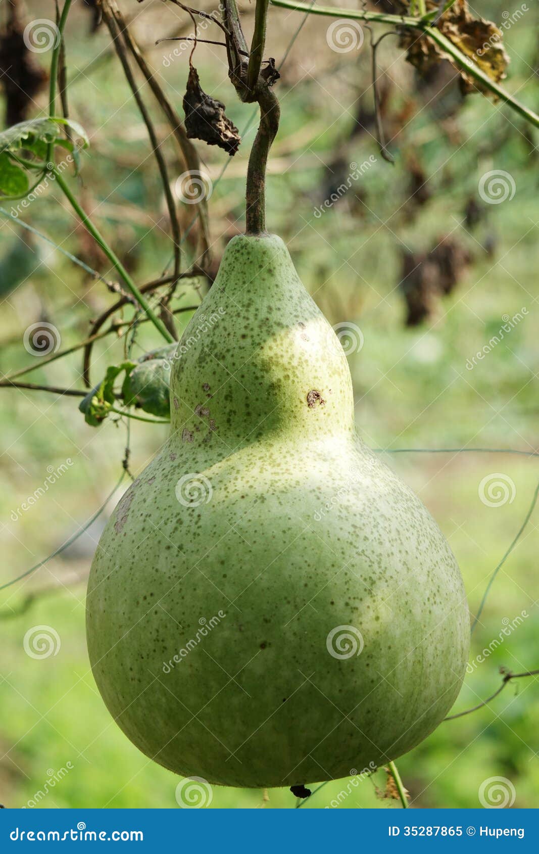 Cucurbit stock image. Image of field, grass, farmland - 35287865