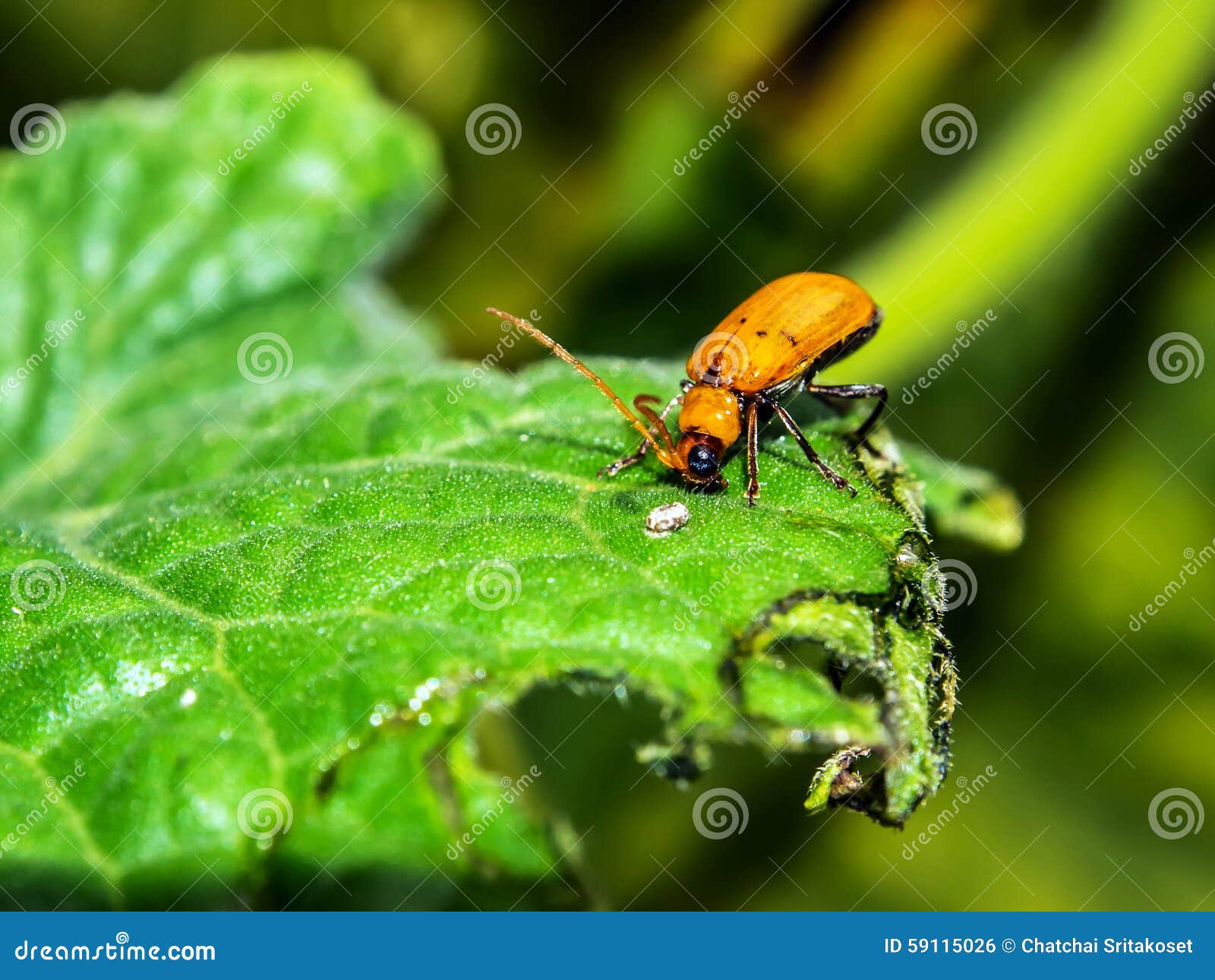 Cucurbit leaf beetle stock photo. Image of abdomen, macro - 59115026