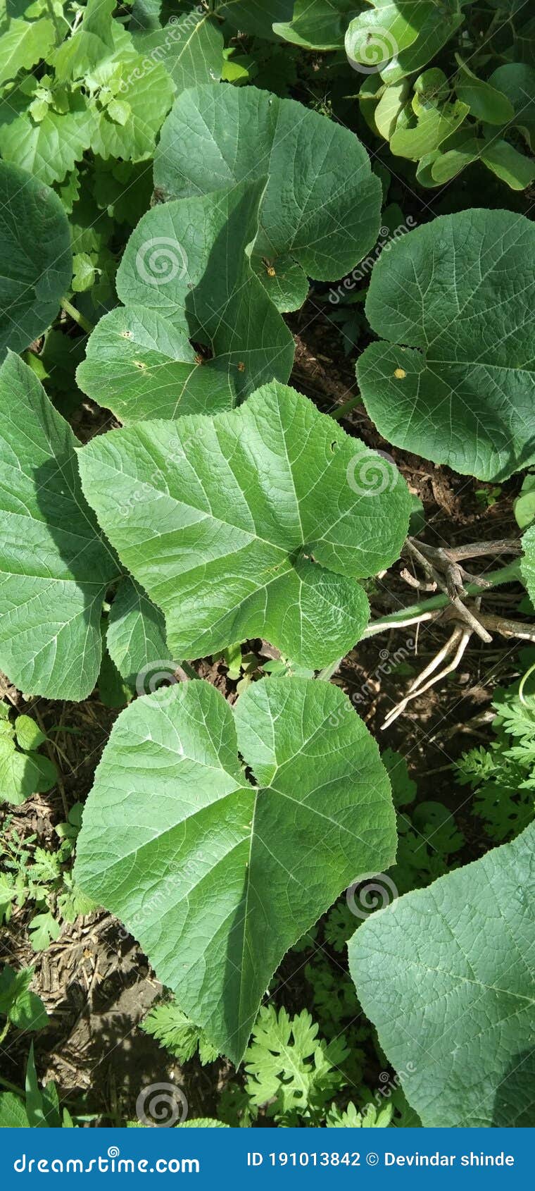 Cucurbita Maxima Duchesne Leaf Stock Photo - Image of autumn, plant ...
