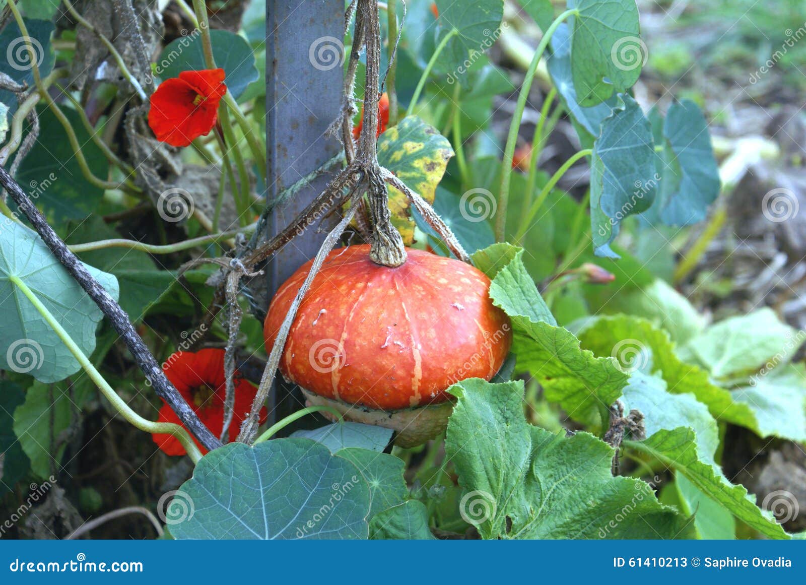 Cucurbita Maxima Zucca CUCURBITACEE Zucca Zucca Immagine Stock ...