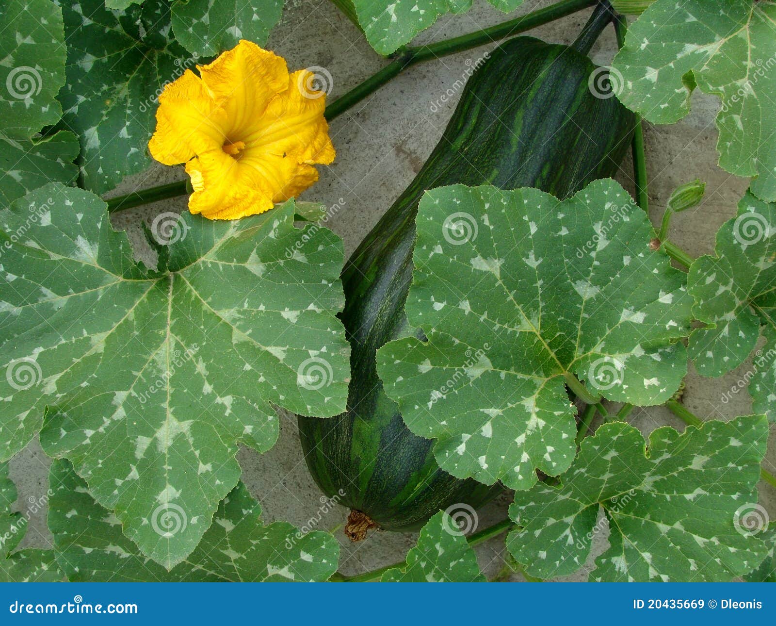 Cucurbita Moschata Royalty Free Stock Images - Image: 20435669