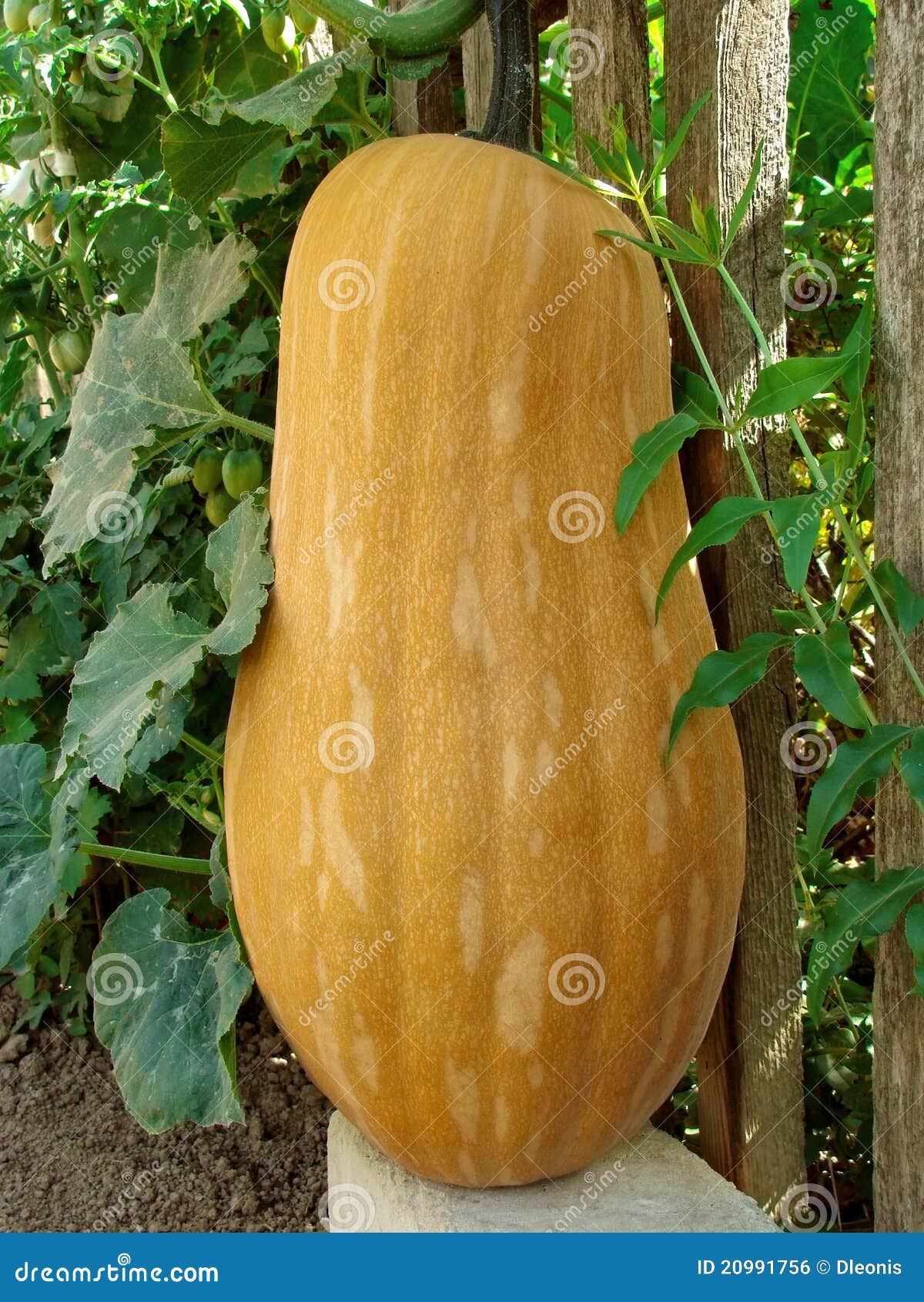 Cucurbita moschata stock photo. Image of country, cultivate - 20991756