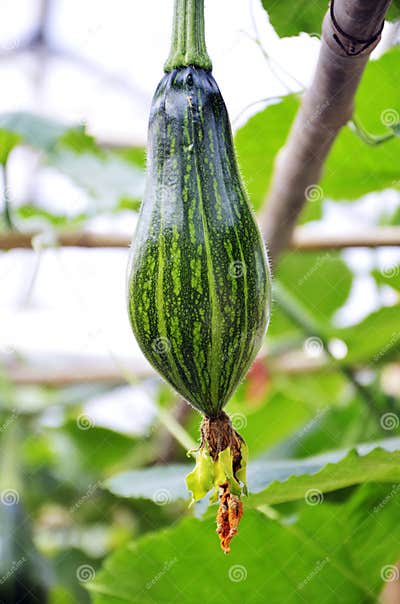 Cucurbita moschata stock photo. Image of gourd, flower - 24419556