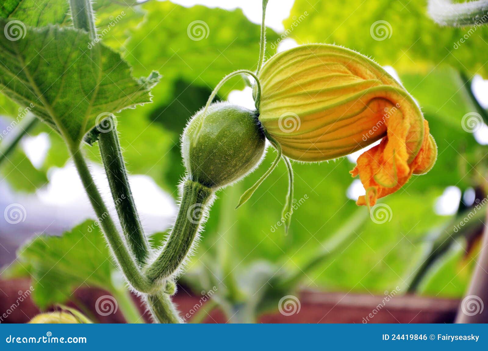 Cucurbita moschata stock photo. Image of moschata, season - 24419846