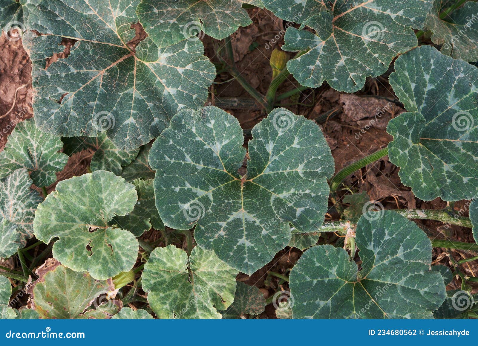 Cucurbita Moschata Green Foliage Stock Photo - Image of cultivar, crops ...