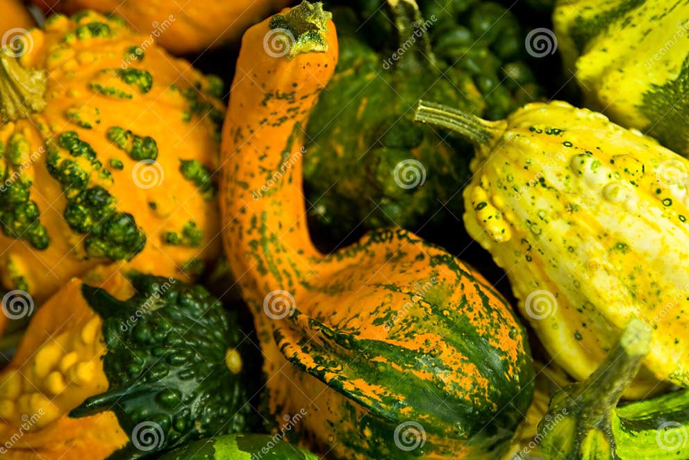 Cucurbita pepo stock photo. Image of close, halloween - 6639962