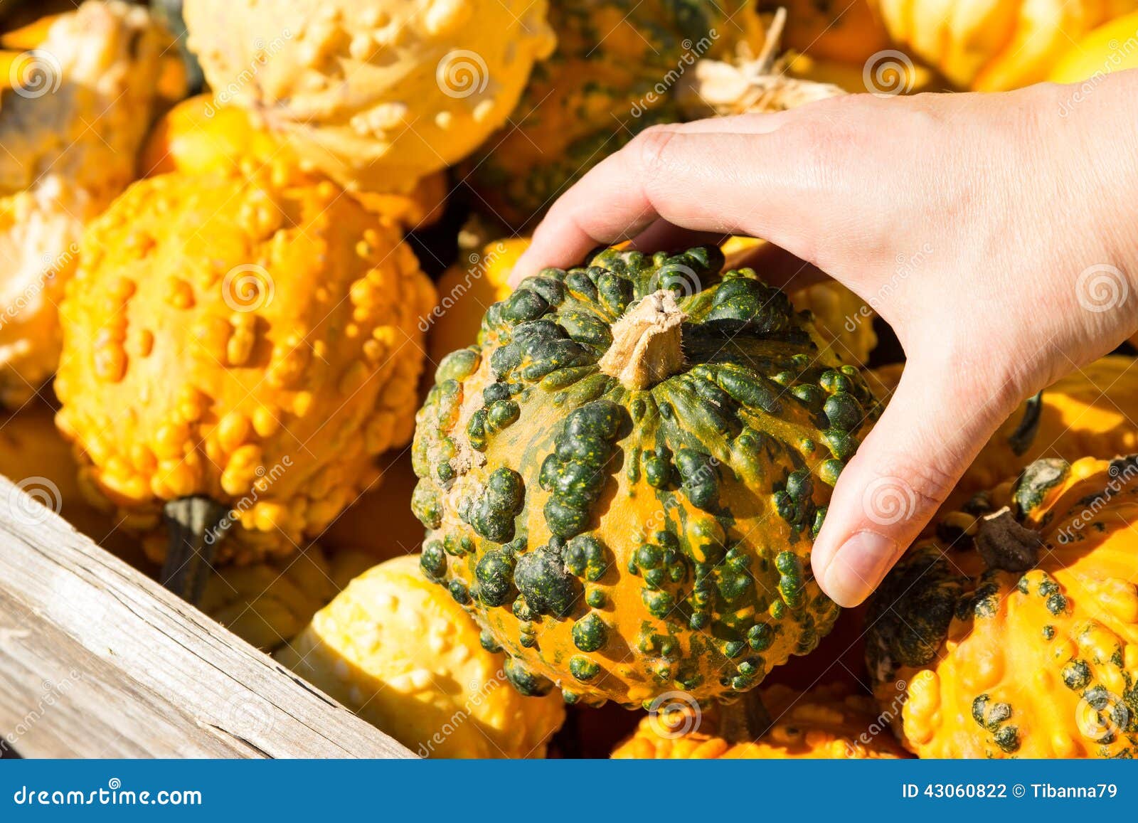 Cucurbita pepo stock photo. Image of botany, individually - 43060822