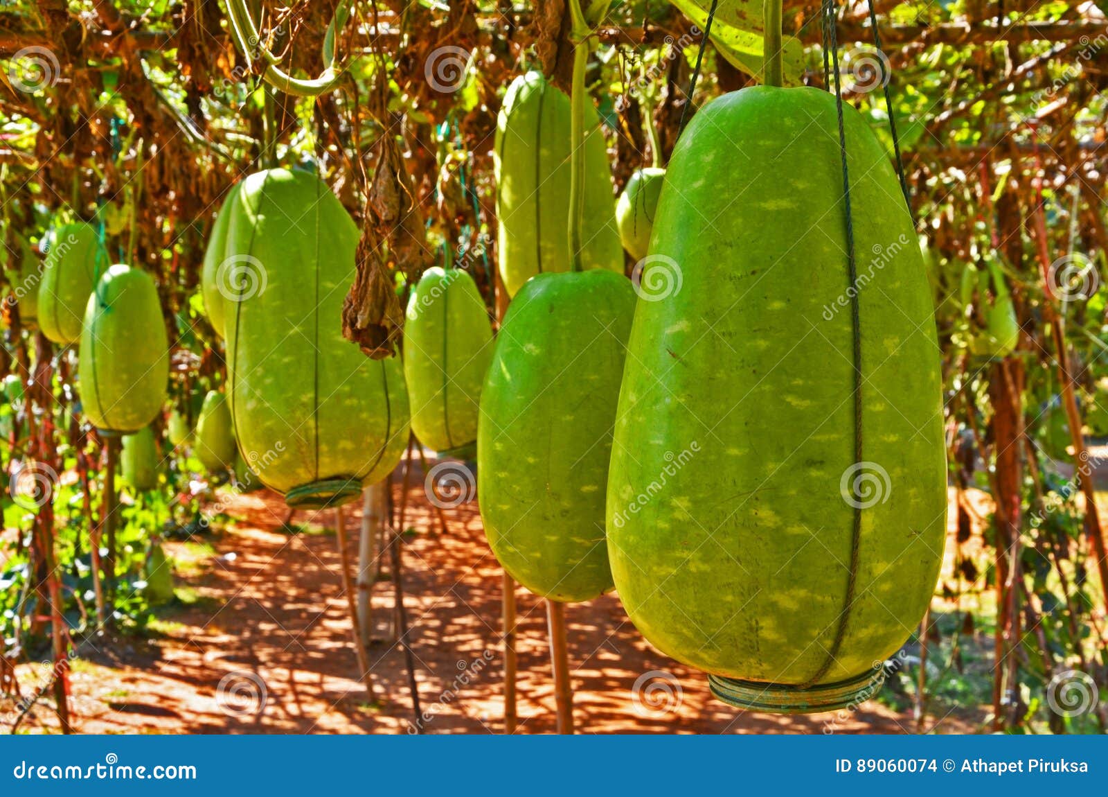 Cucurbita pepo fruit stock photo. Image of healthy, vegetable - 89060074