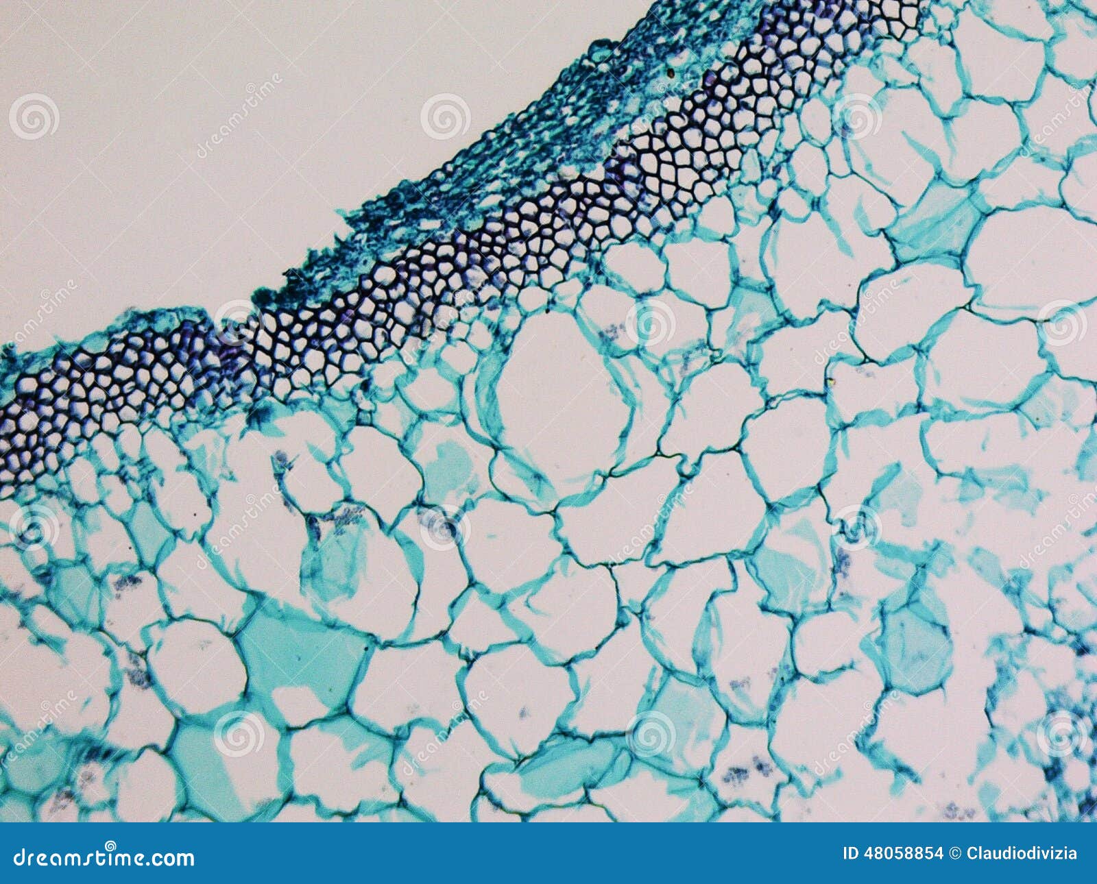 Cucurbita Stem Micrograph Stock Photo | CartoonDealer.com #48058854