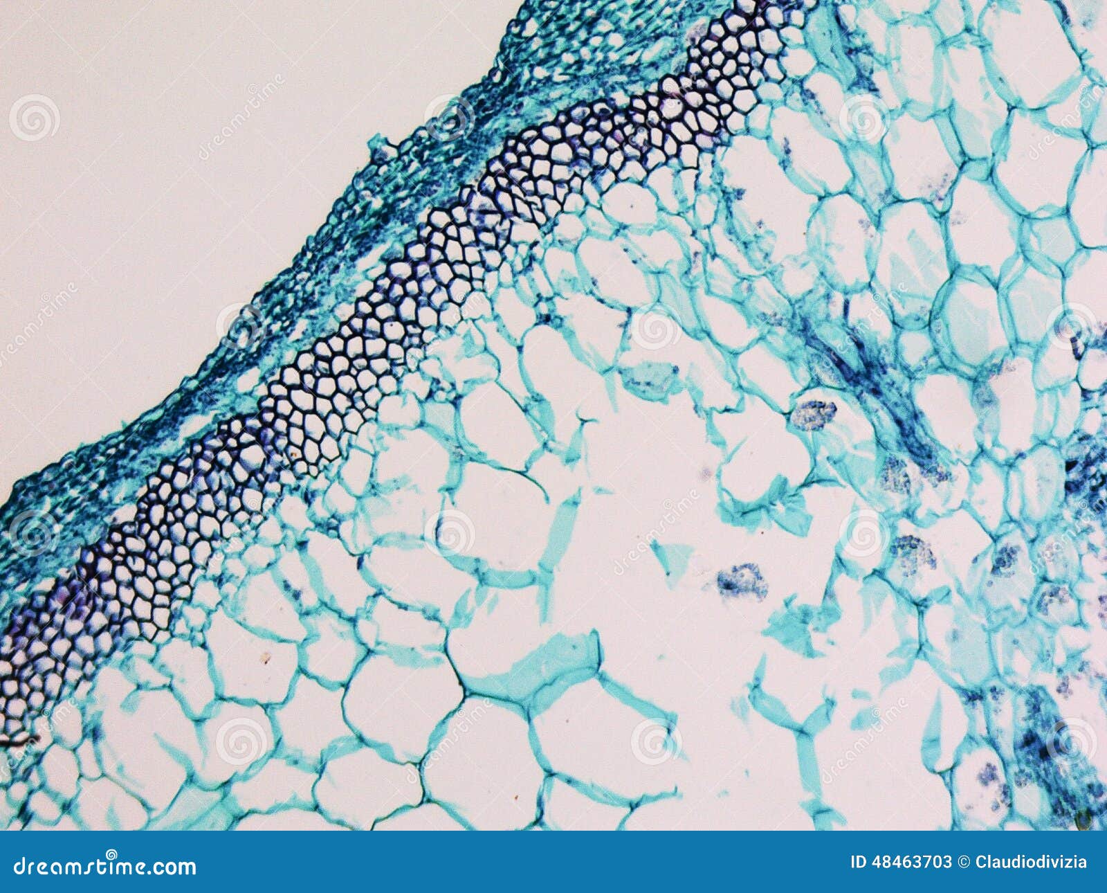 Cucurbita stem micrograph stock image. Image of vegetation - 48463703