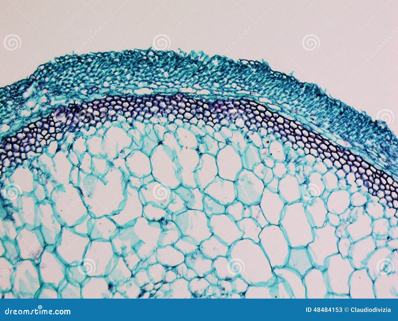 Cucurbita Stem Micrograph Stock Photo | CartoonDealer.com #48058854