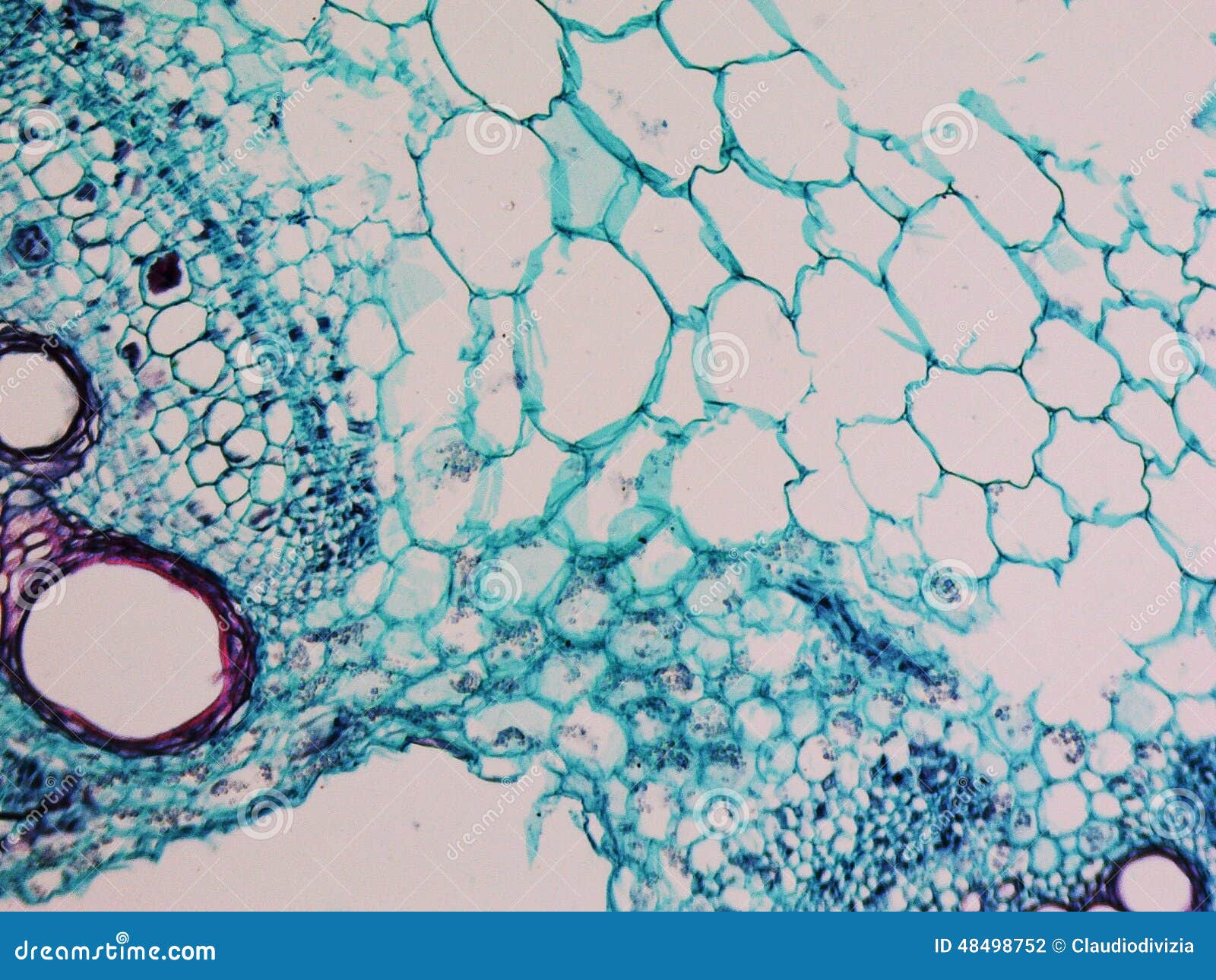 Cucurbita stem micrograph stock photo. Image of flora - 48498752