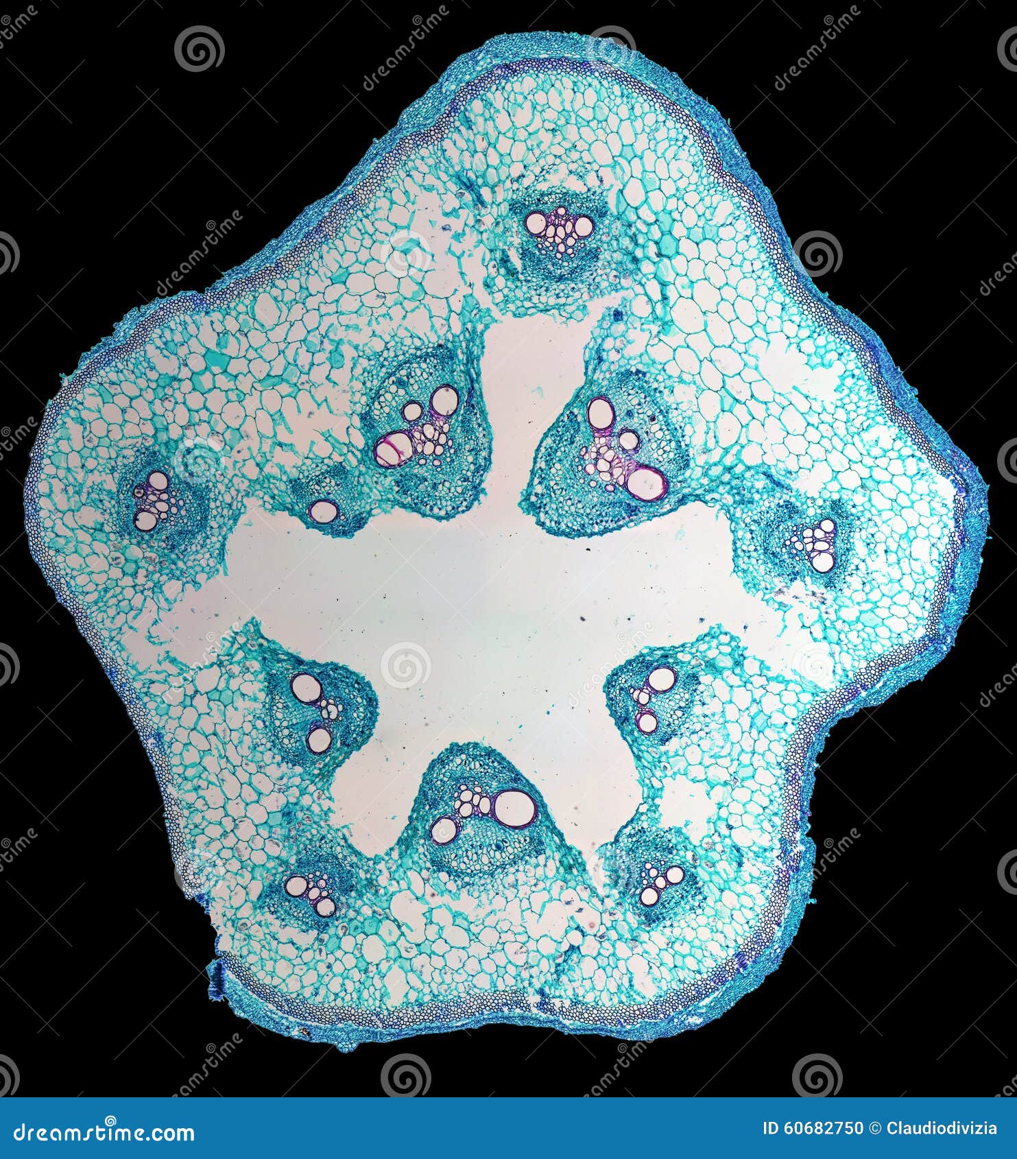 Cucurbita stem micrograph stock photo. Image of slide - 60682750