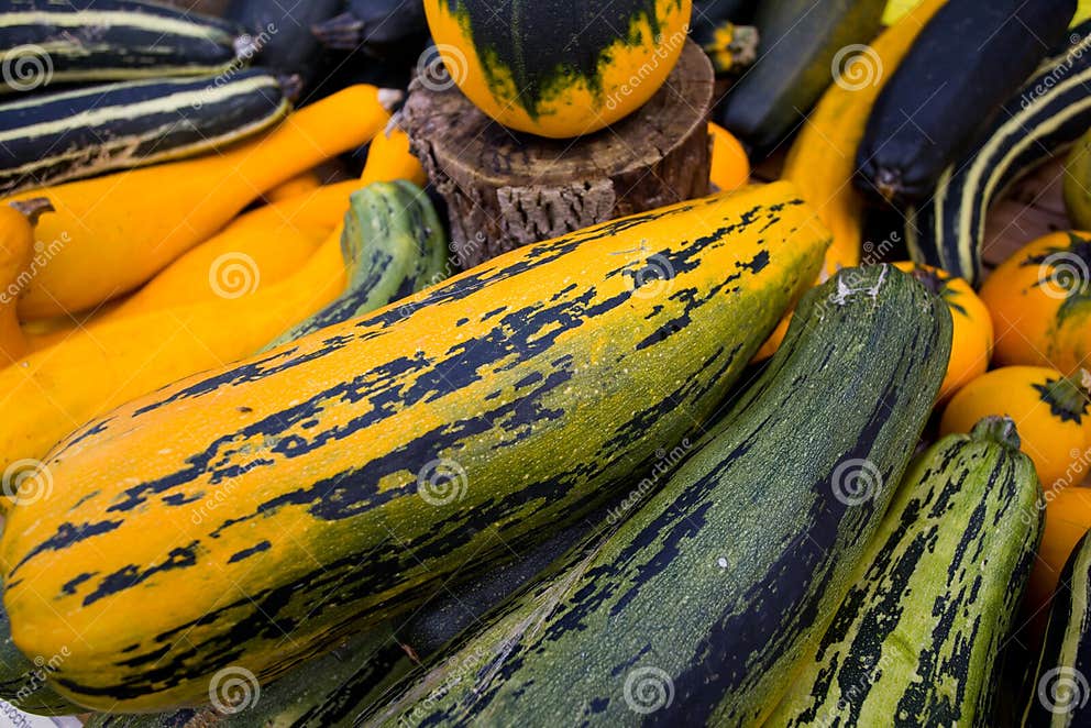 Cucurbitacées photo stock. Image du nourriture, empilé - 45570024