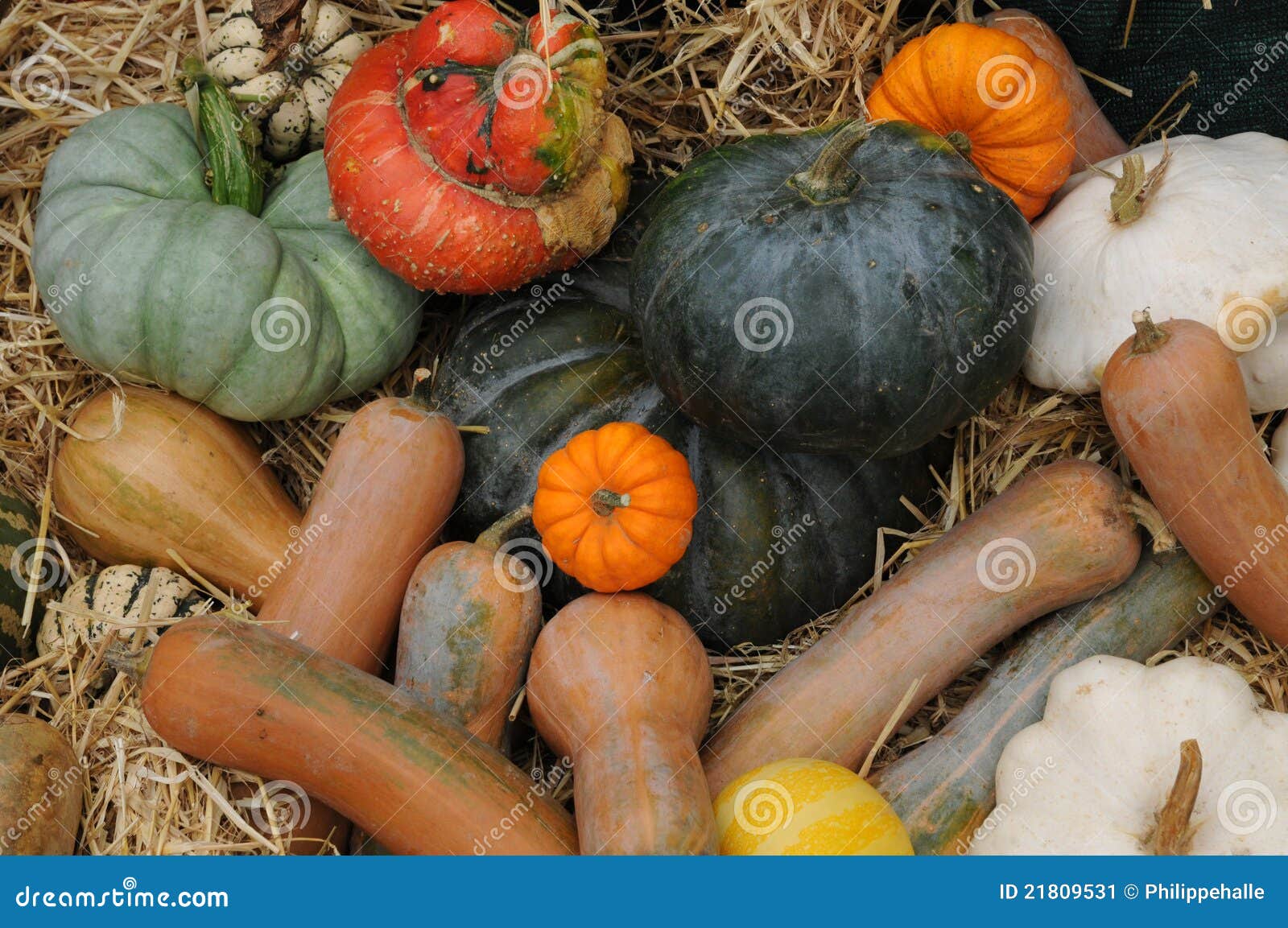 Cucurbitaceae stock image. Image of organic, cultivate - 21809531