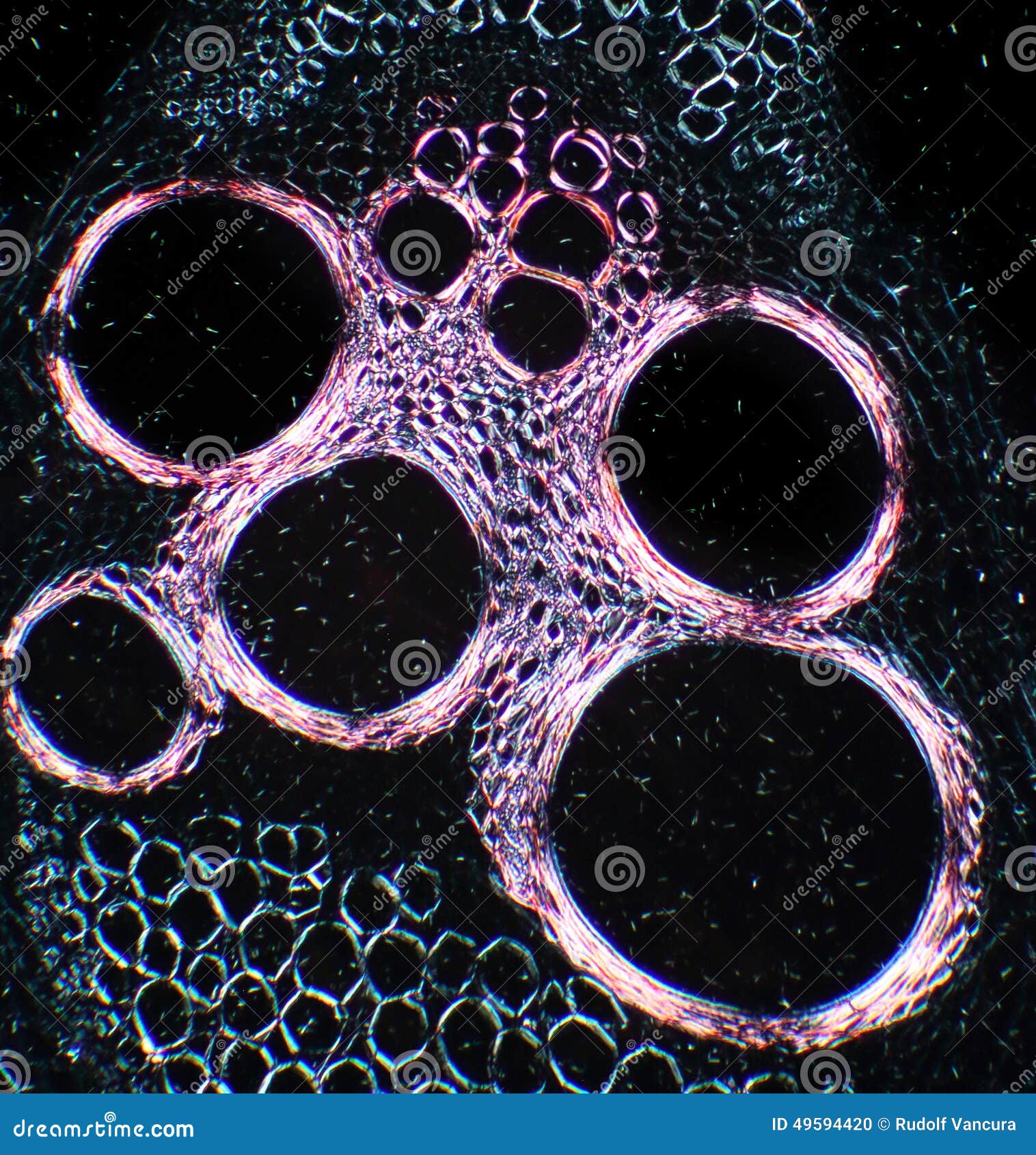 Cucurbits Stem C.S detail stock photo. Image of enlarging - 49594420