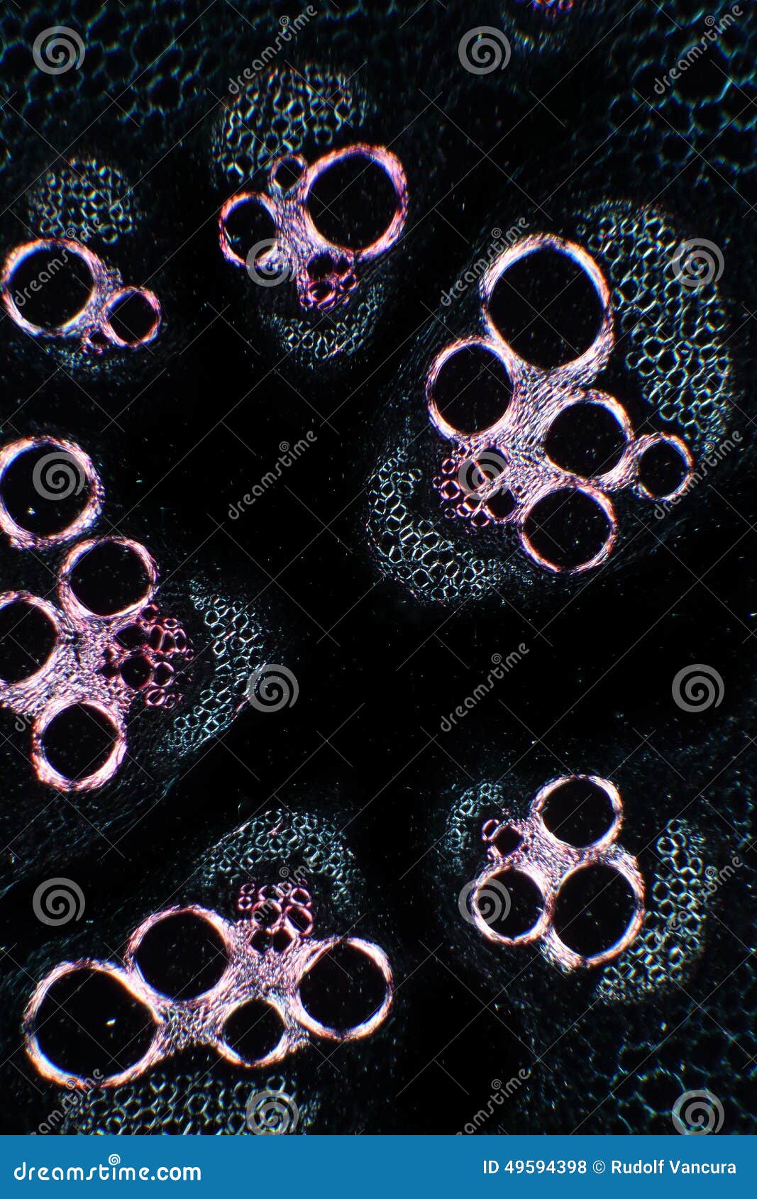 Cucurbits Stem C.S stock photo. Image of stem, preparation - 49594398