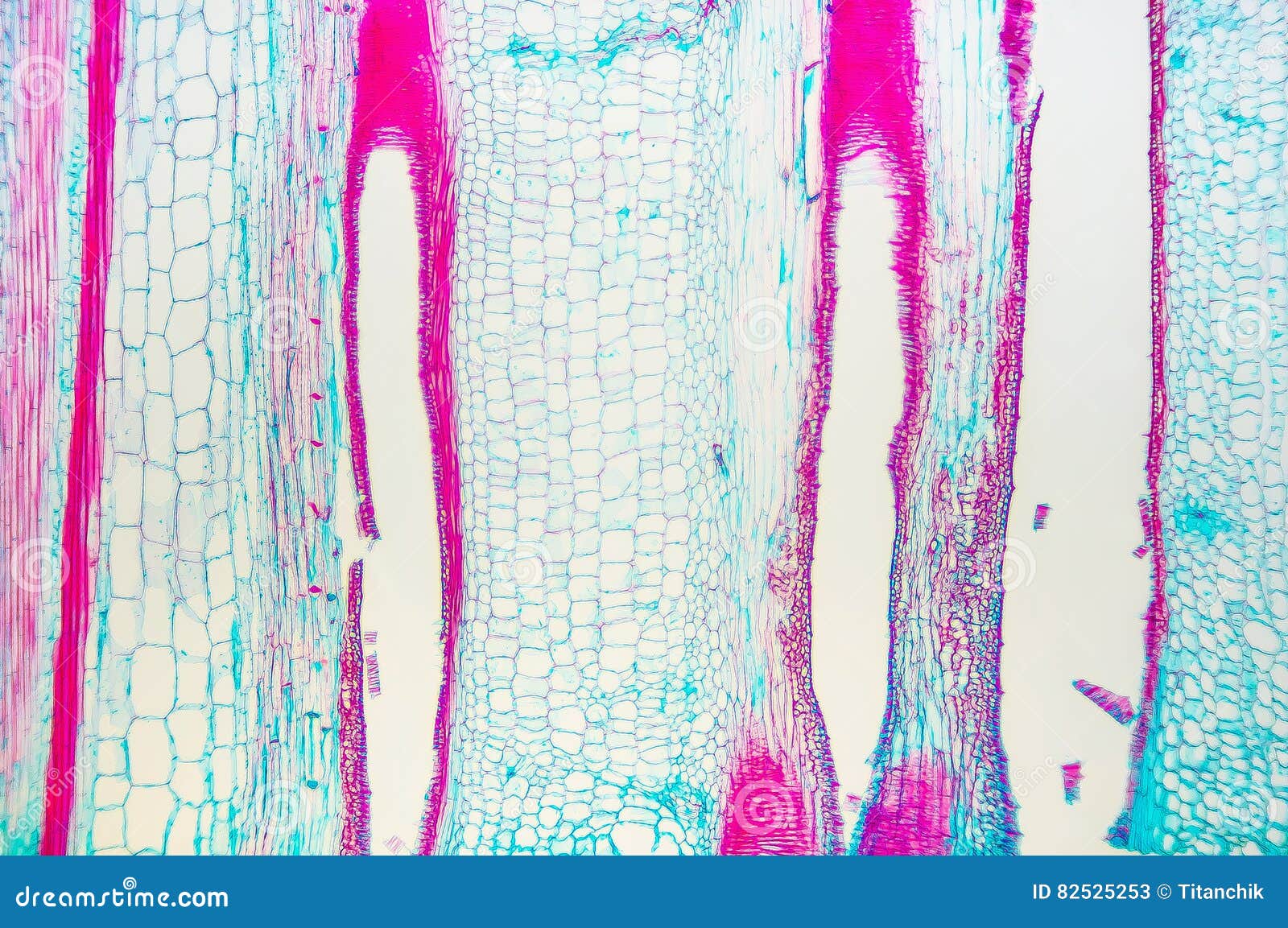 Cucurbits Stem- Cell Microscopic Stock Image - Image of fibre ...