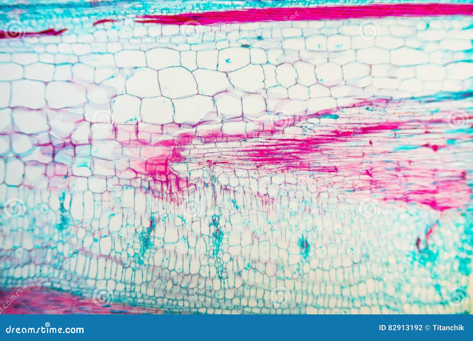 Cucurbits Stem- Cell Microscopic Stock Photo - Image of microorganism ...