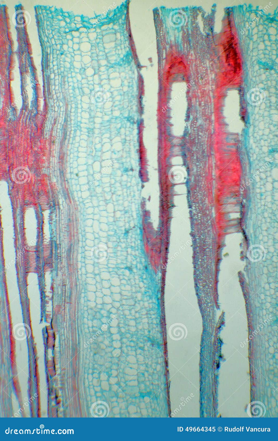 Cucurbits Stem L,S stock image. Image of microscope, stem - 49664345