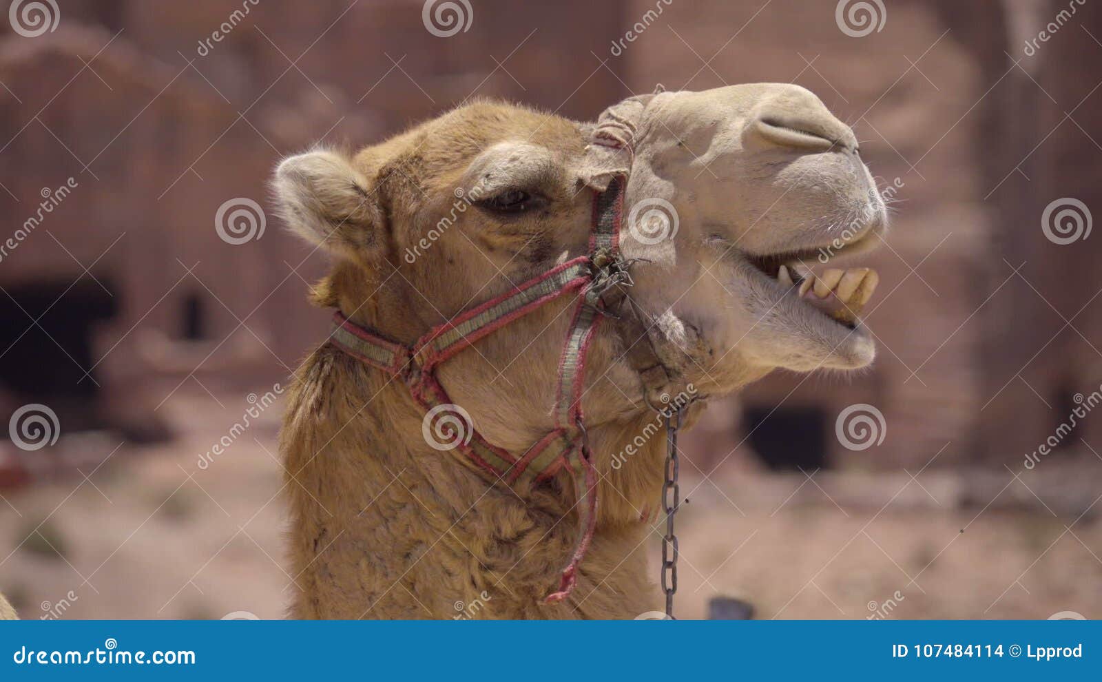 Cud Chewing Profile of Camel Stock Footage - Video of arab, almadhbah ...