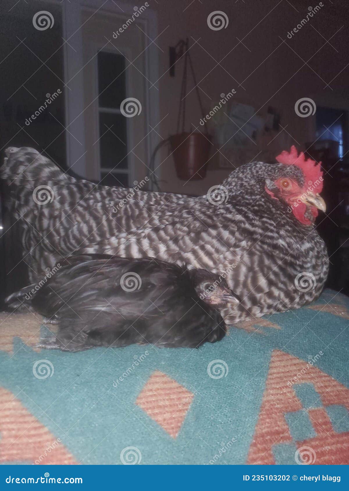 Cuddle buddy stock photo. Image of cuddles, buddy, small - 235103202