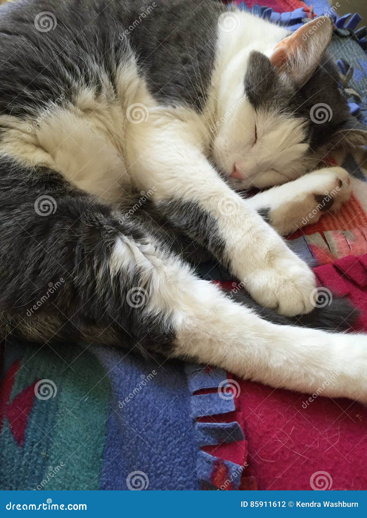 Cuddle cat stock photo. Image of green, cutie, decorations - 85911612