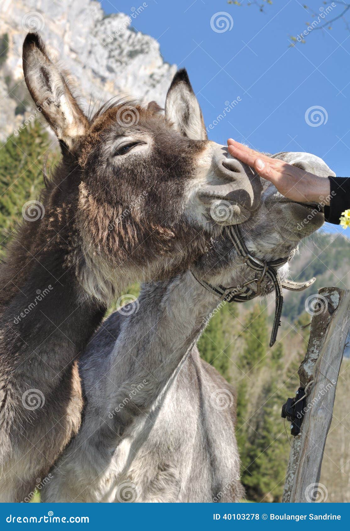 Cuddle a donkey stock photo. Image of donkeys, hand, faces - 40103278