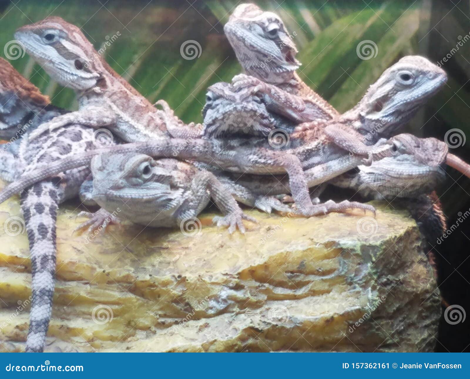 Cuddle lizards stock image. Image of cute, climbing - 157362161