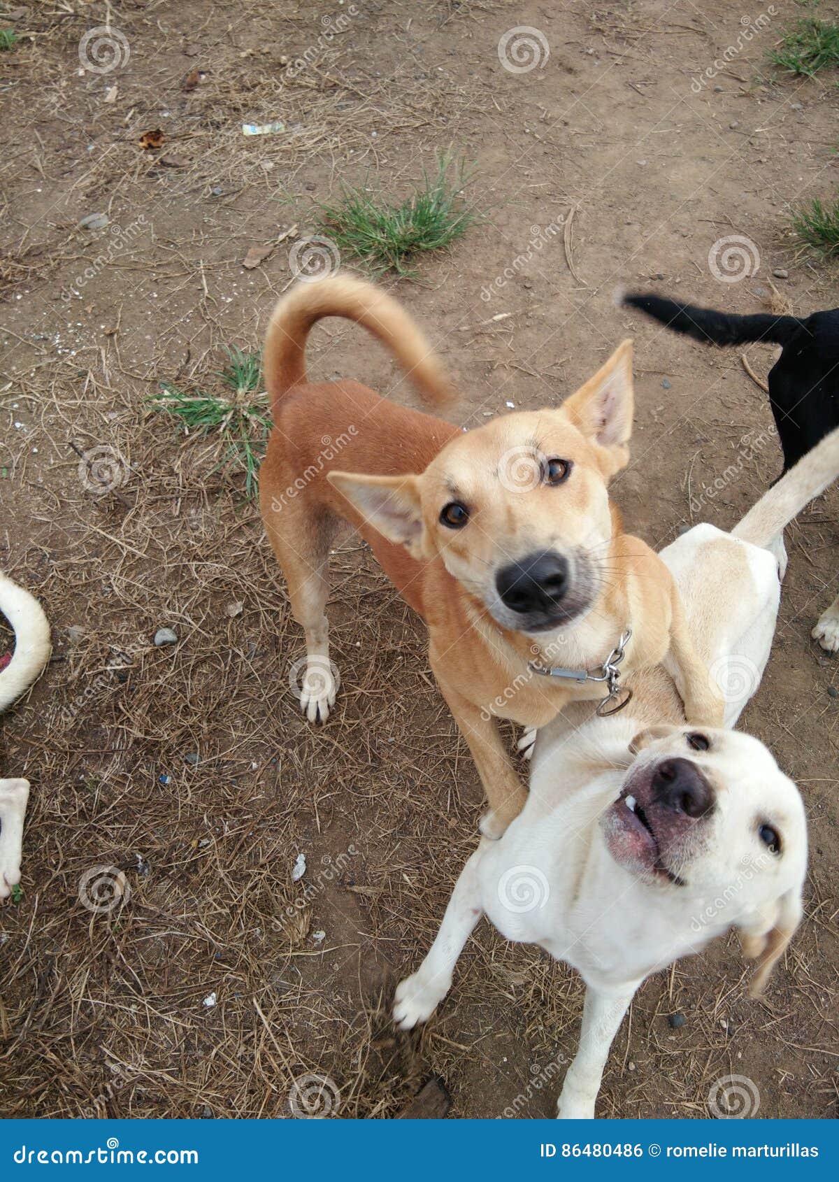 Cuddle time for close dogs stock photo. Image of sibling - 86480486